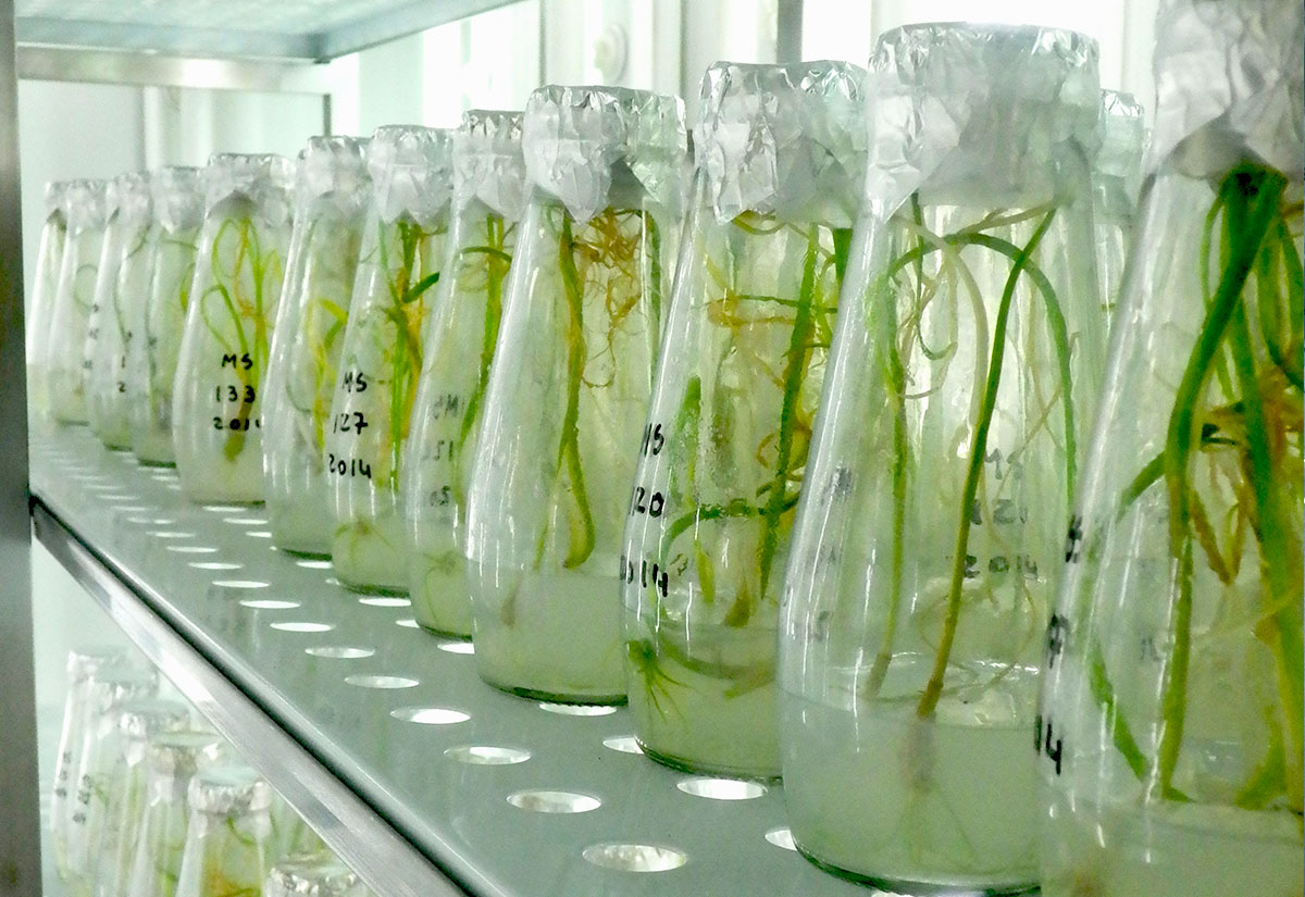 Banco Português de Germoplasma Vegetal — INIAV