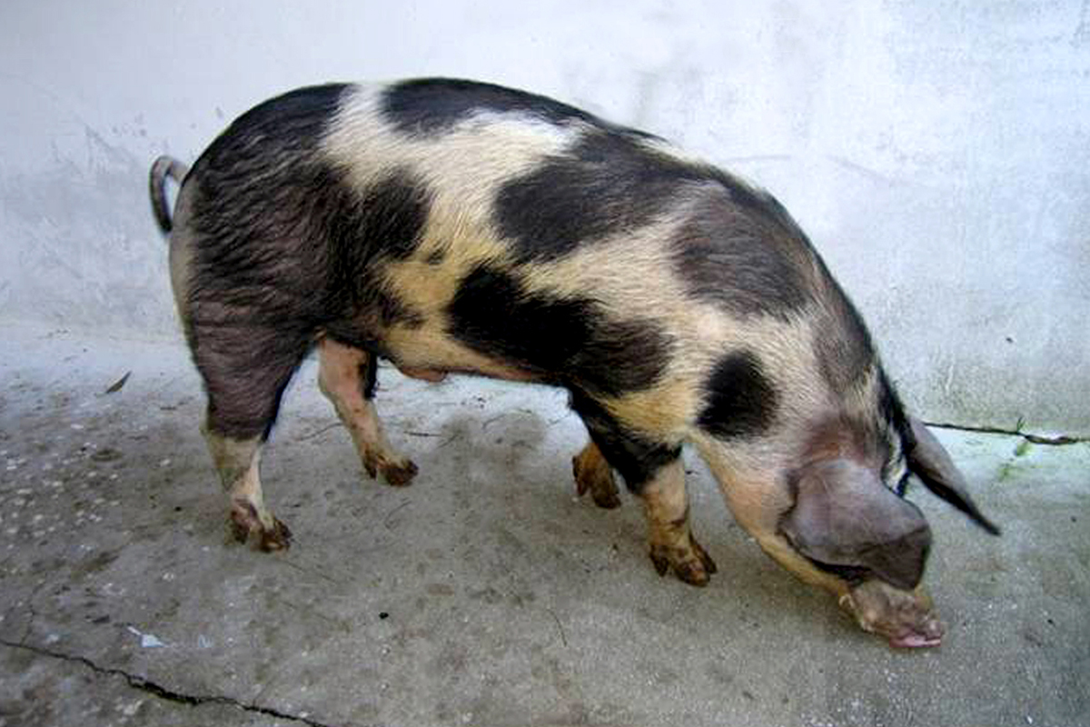 Banco Português de Germoplasma Animal — INIAV